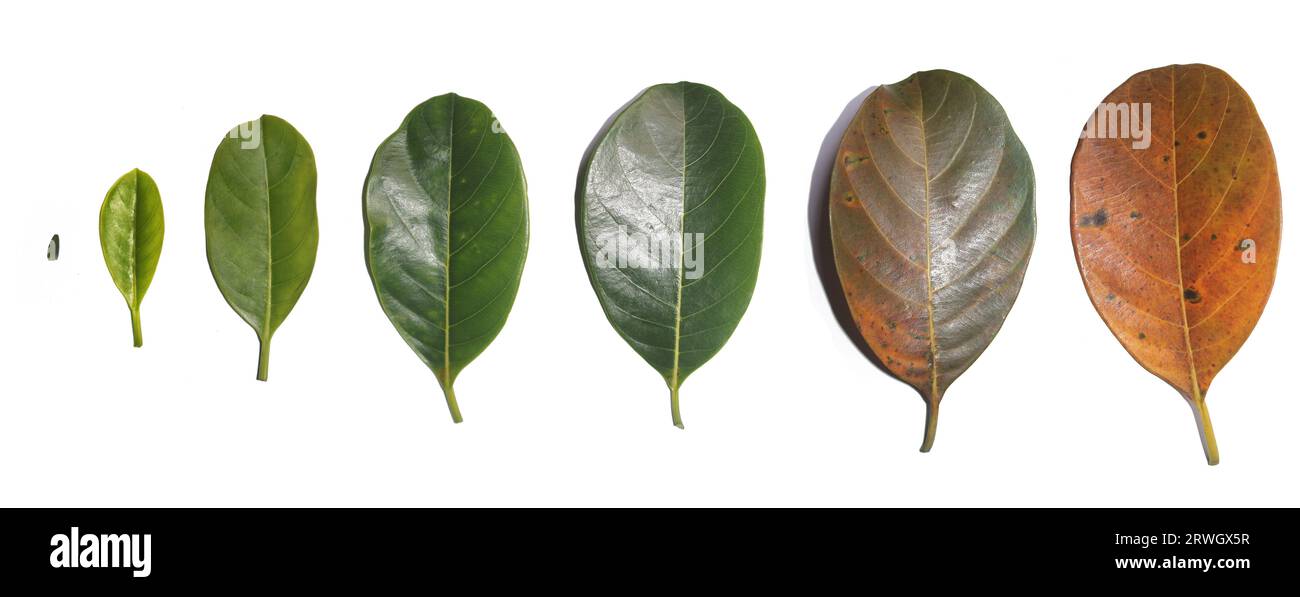 Different stages of life of a jack fruit leaf, leaves part 1 on white ...
