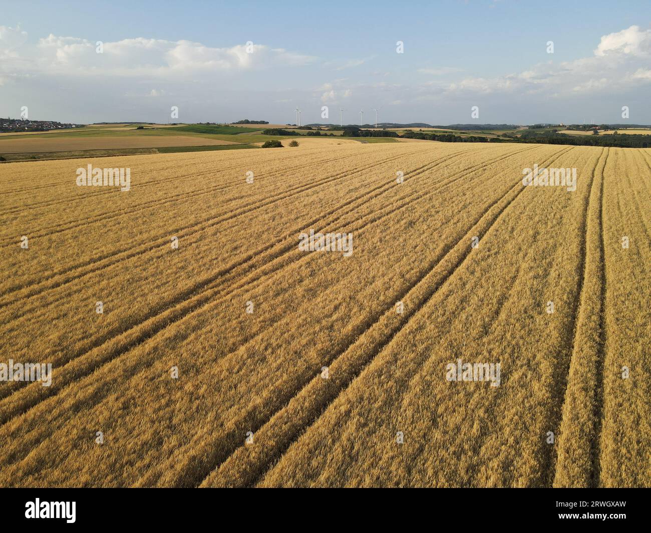 Ripe gold colored crop fields in the countryside in summer from above ...