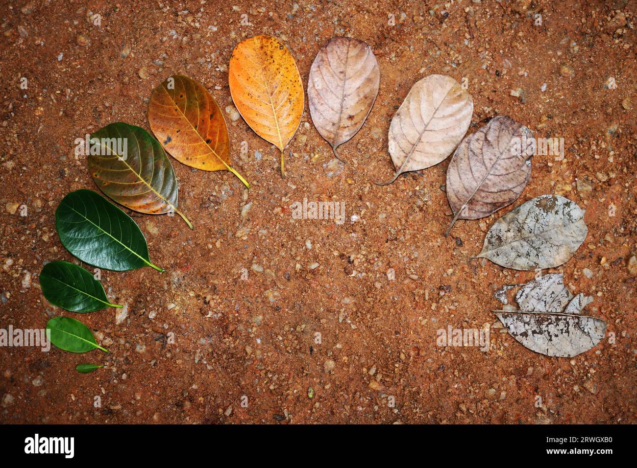 leaf, leaves translation to end. birth to death. born to die. on sand ...