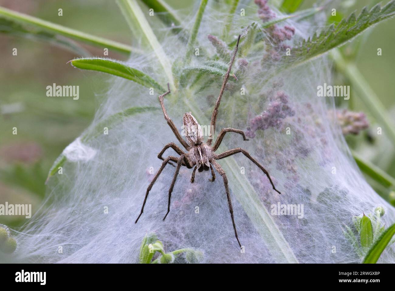 Nursery-web Spider (Pisaura mirabilis) Norfolk June 2023 Stock Photo ...