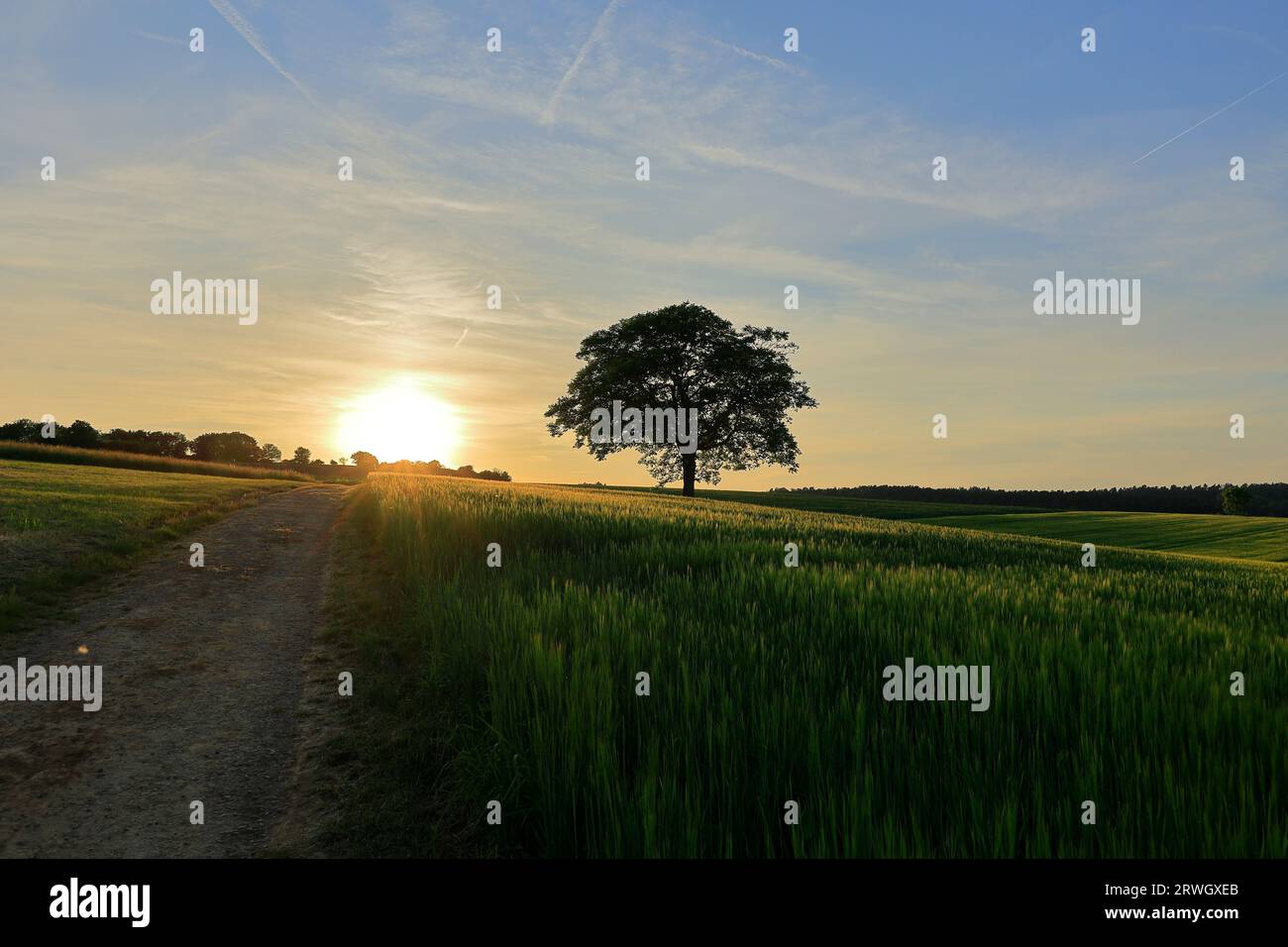 Beautiful tree sunset hi-res stock photography and images - Alamy