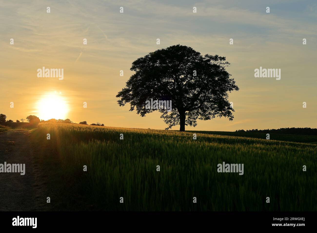 Beautiful tree sunset hi-res stock photography and images - Alamy