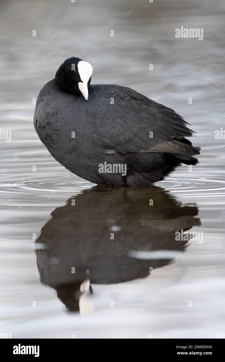 Coot in Bushy Park Stock Photo - Alamy