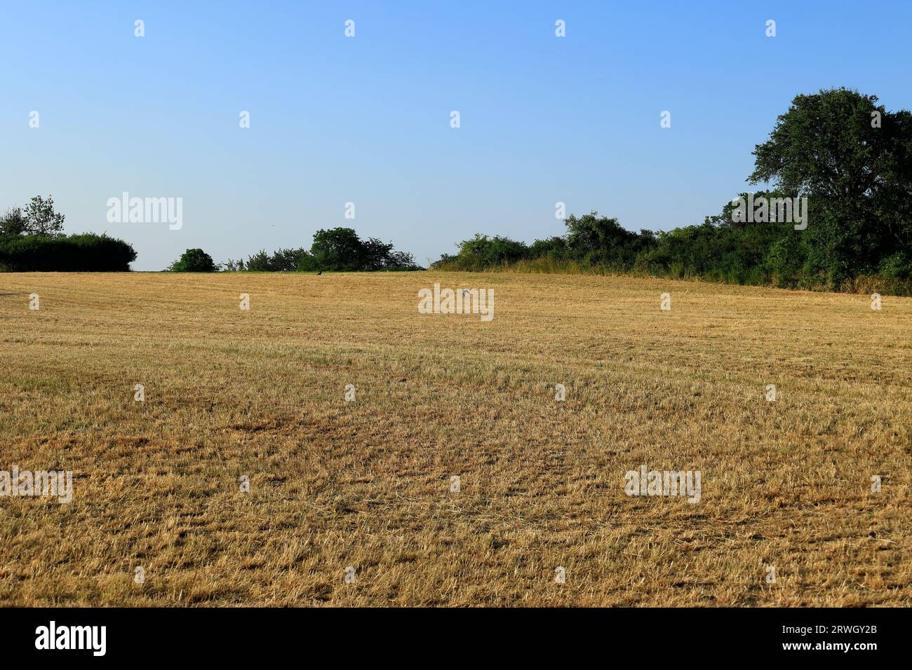 Dried out summer lawn hi-res stock photography and images - Alamy