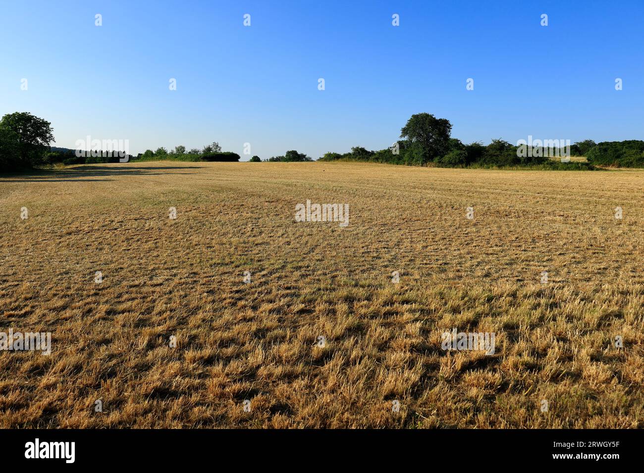 Dried out summer lawn hi-res stock photography and images - Alamy