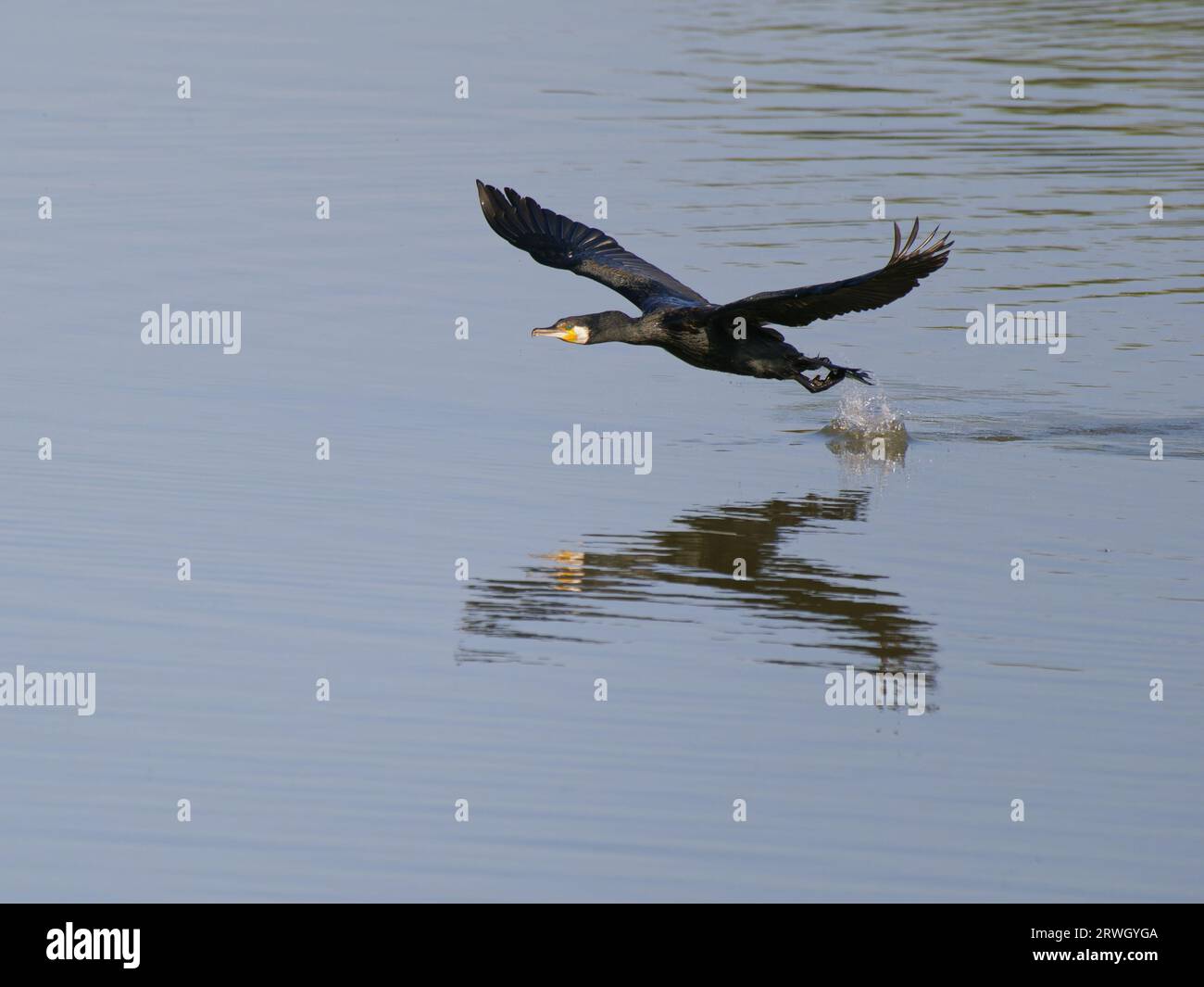 Great Cormorant taking off from water Phalacrocorax carbo Abberton ...