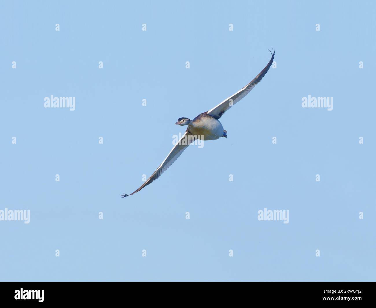 Great Crested Grebe - in flight Podiceps cristatus Essex,UK BI037125 ...