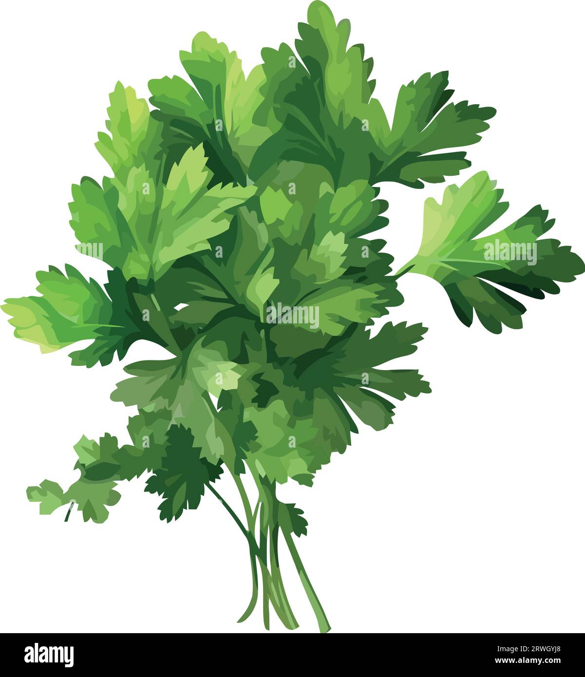 Fresh parsley design Stock Vector Image & Art - Alamy