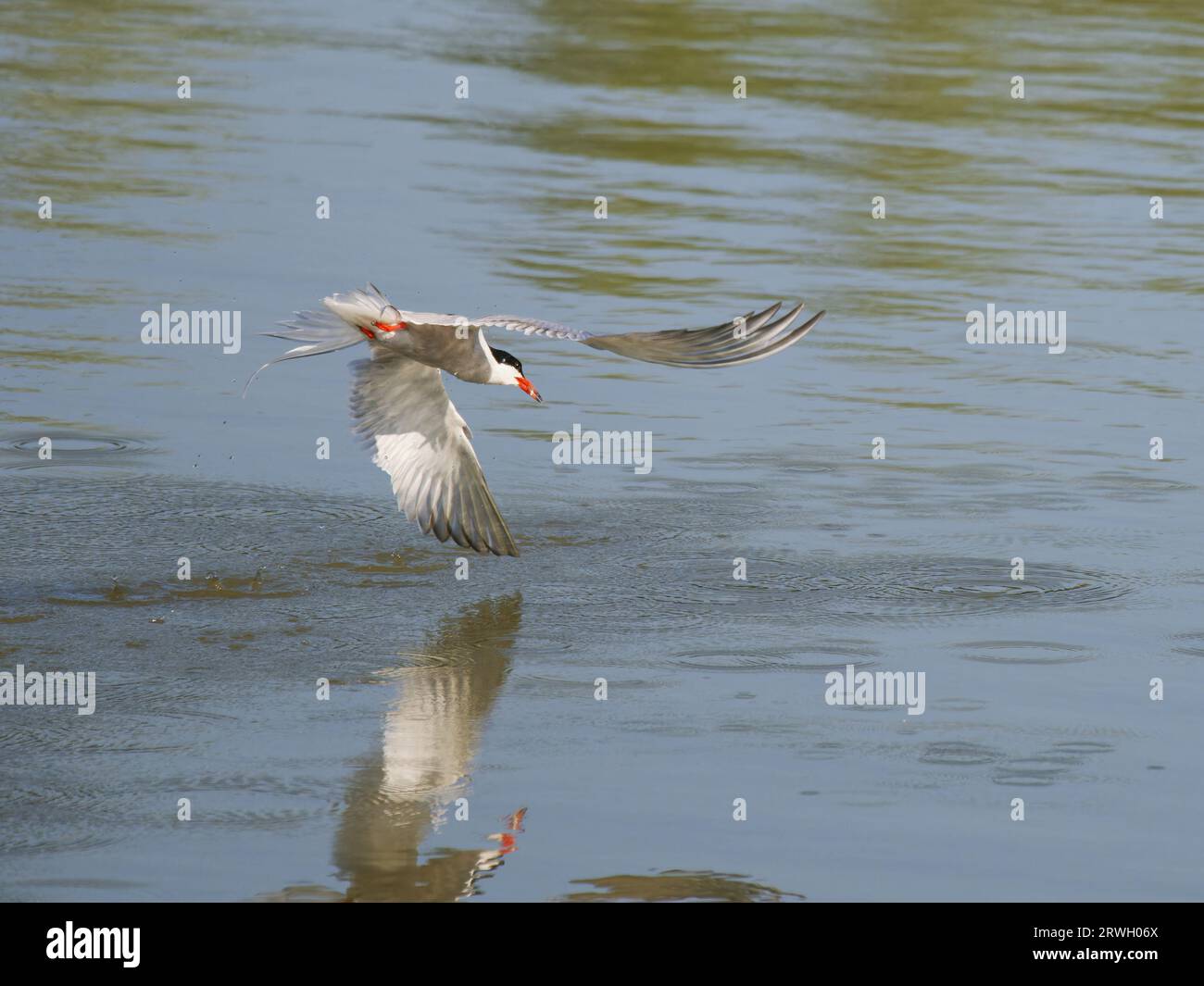 Common Tern - with fish Sterna hirundo Abberton Reservoir,Essex,UK ...
