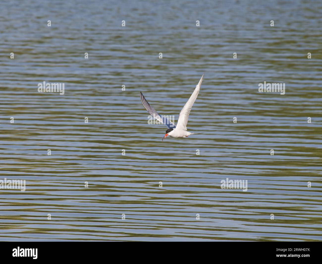 Common Tern - with fish Sterna hirundo Abberton Reservoir,Essex,UK ...
