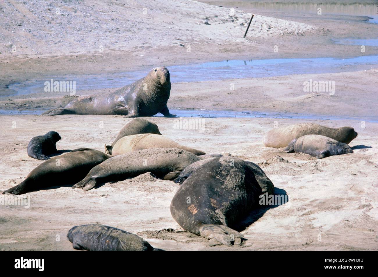 Elephant Seals, harem, elephant seals, (IM angustirostris) Año Nuevo State Park, San Mateo ...
