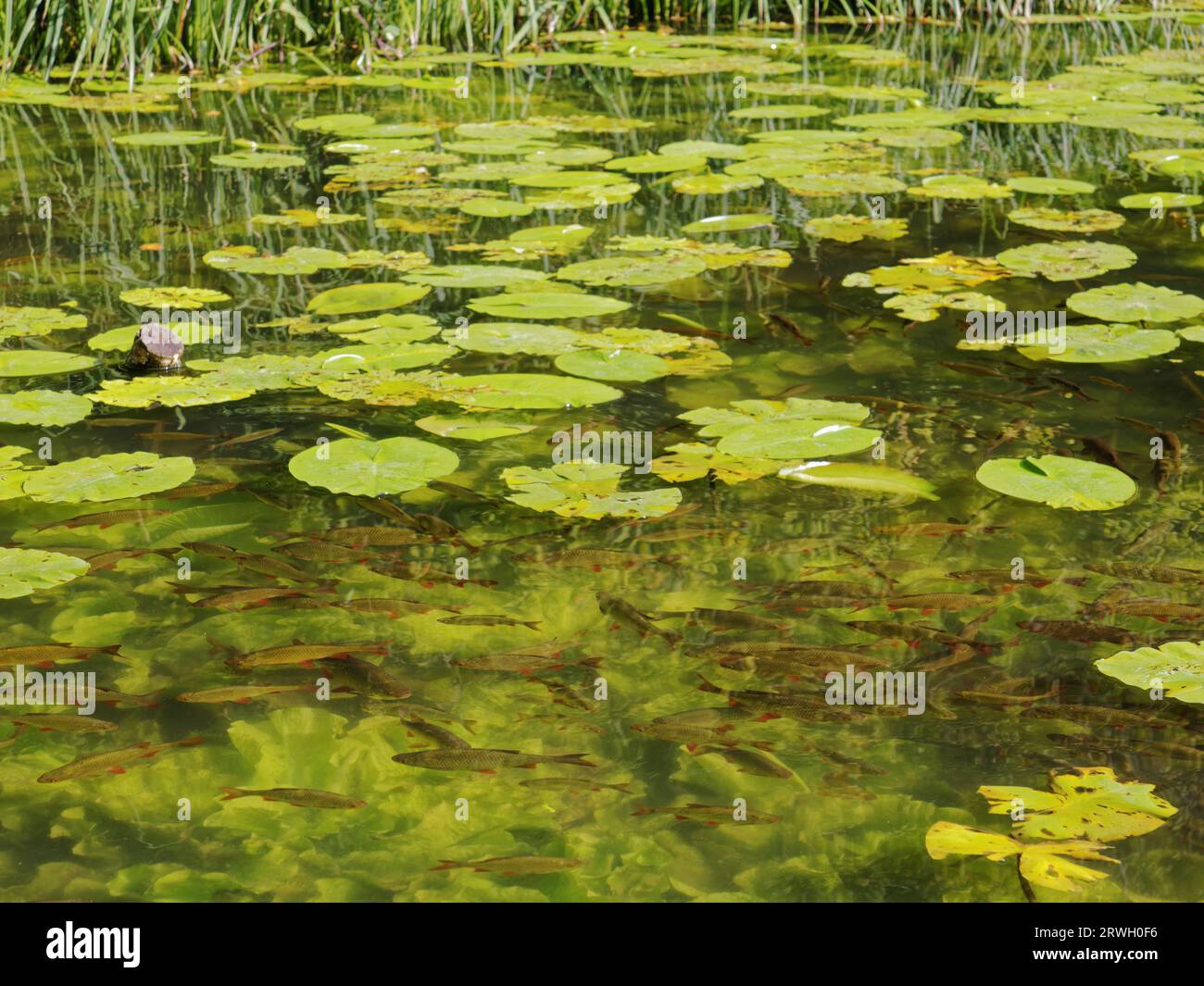 Rudd – shoal in lake Scardinius erythrophthalmus Essex,UK FI000060 ...