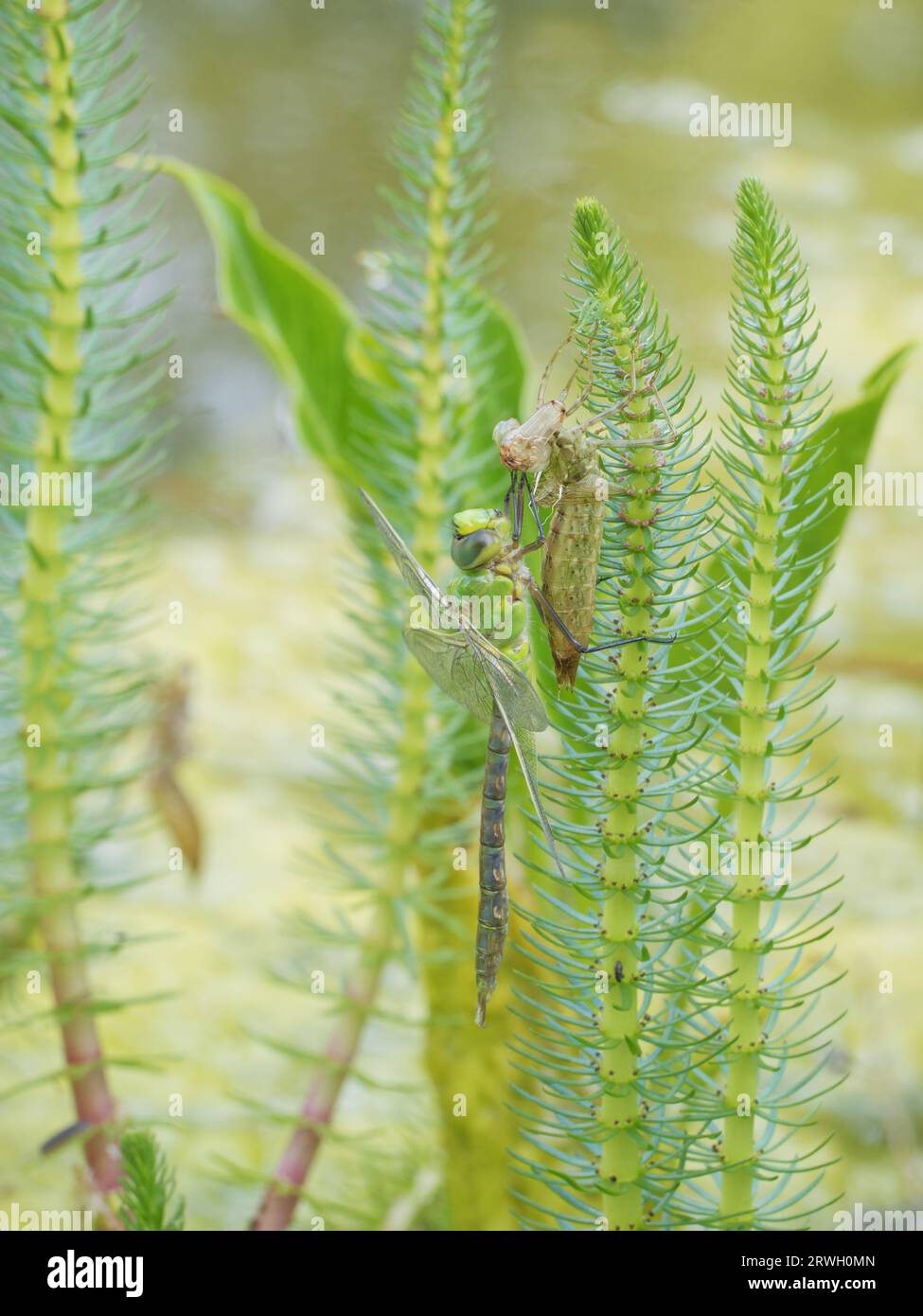 Emperor Dragonfly - emerging Anax imperator Graden, Essex, UK IN004253 ...