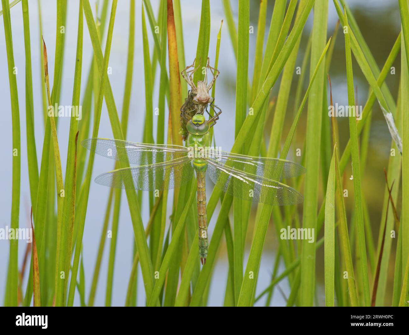 Emperor Dragonfly - emerging Anax imperator Graden, Essex, UK IN004263 ...