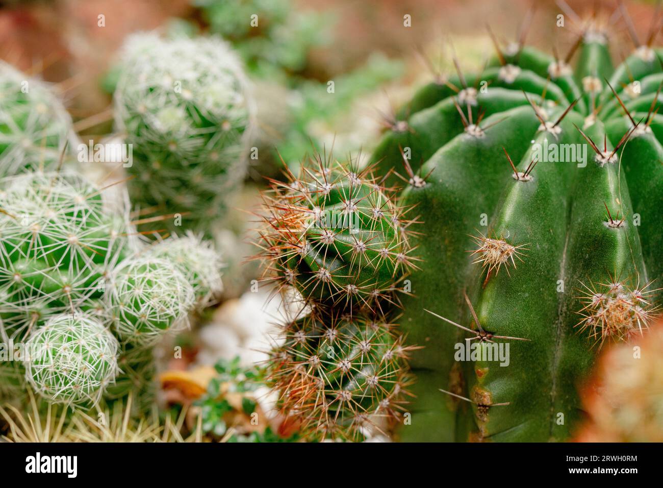 Set of beautiful cacti, close-up view Stock Photo - Alamy