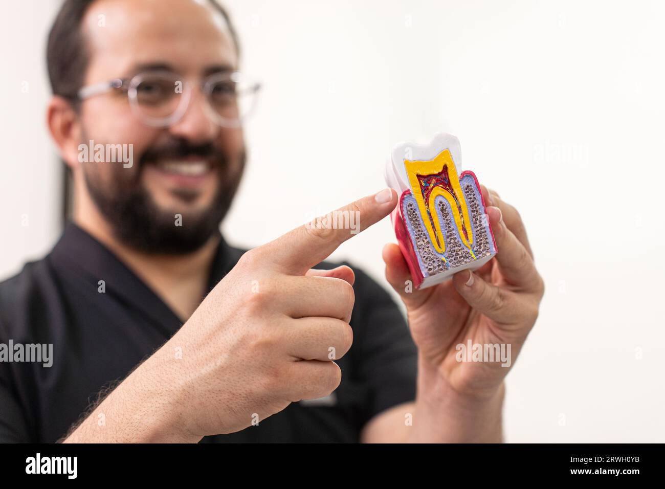 Happy dentist showing plastic model of cut healthy human tooth at ...