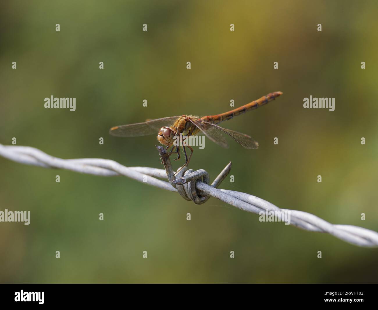 Common Darter Dragonfly – male on barbed wire Sympetrum striolatum Essex,UK IN004368 Stock Photo ...