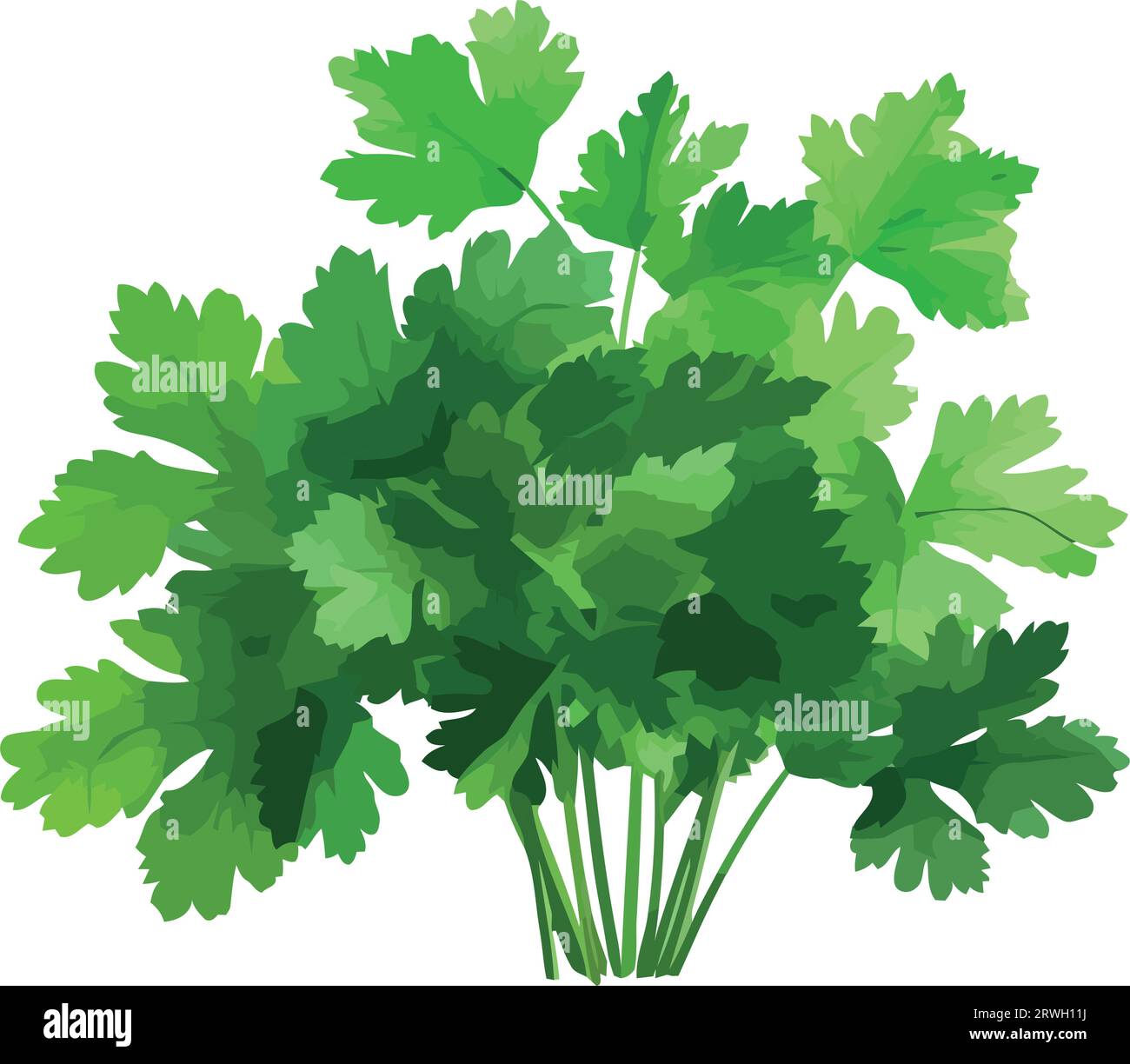 Fresh cilantro illustration Stock Vector Image & Art - Alamy