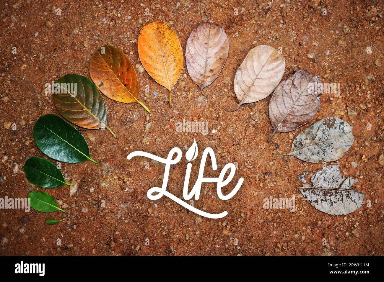 jack fruit leaf, leaves changing color. leaves life born to die on ground, earth, land and life ...