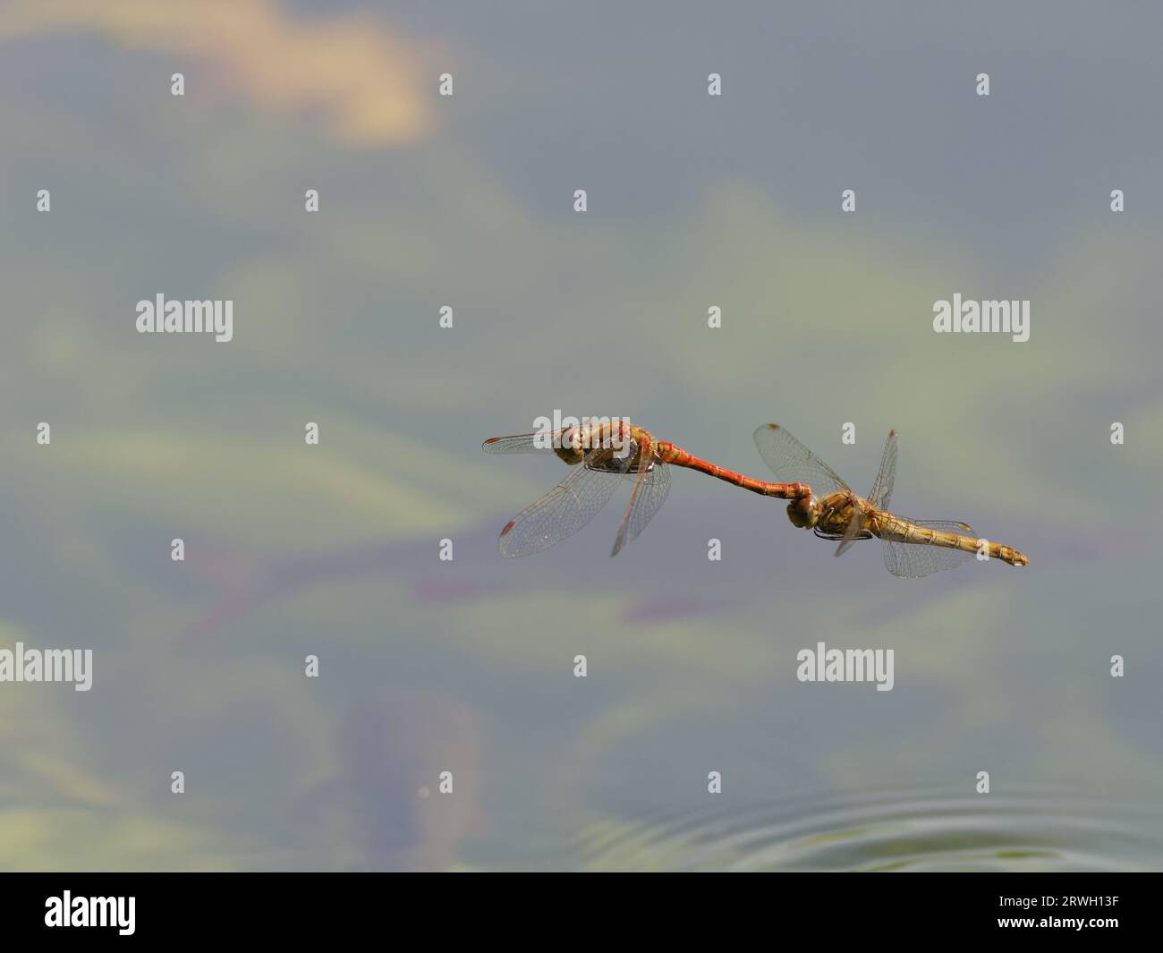 Common Darter Dragonfly – flying in tandem Sympetrum striolatum Essex ...