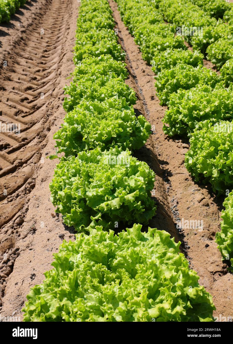 very green heads of fresh lettuce in intensive cultivation on very ...