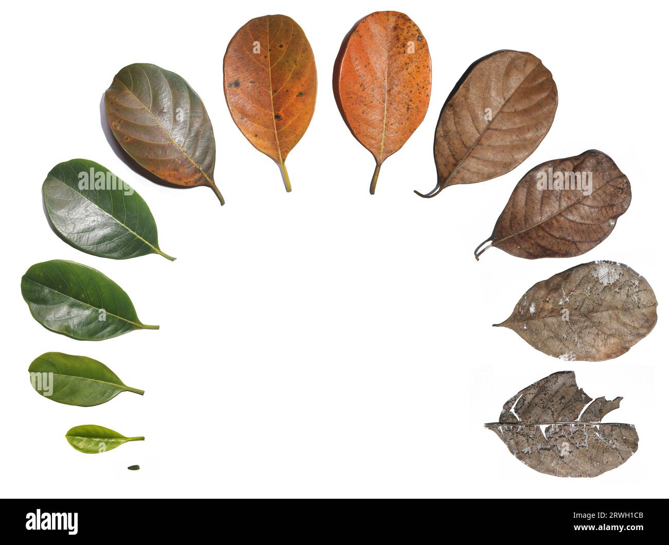 leaves translation to end. birth to death. born to die. on white ...