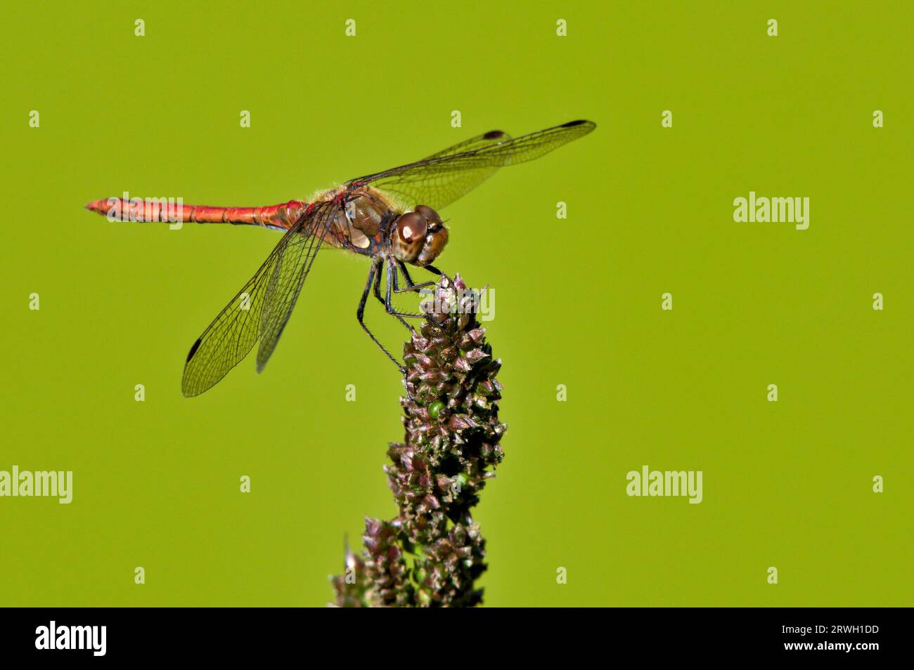 Dragonfly Sympetrum striolatum aka common darter is sitting on the ...