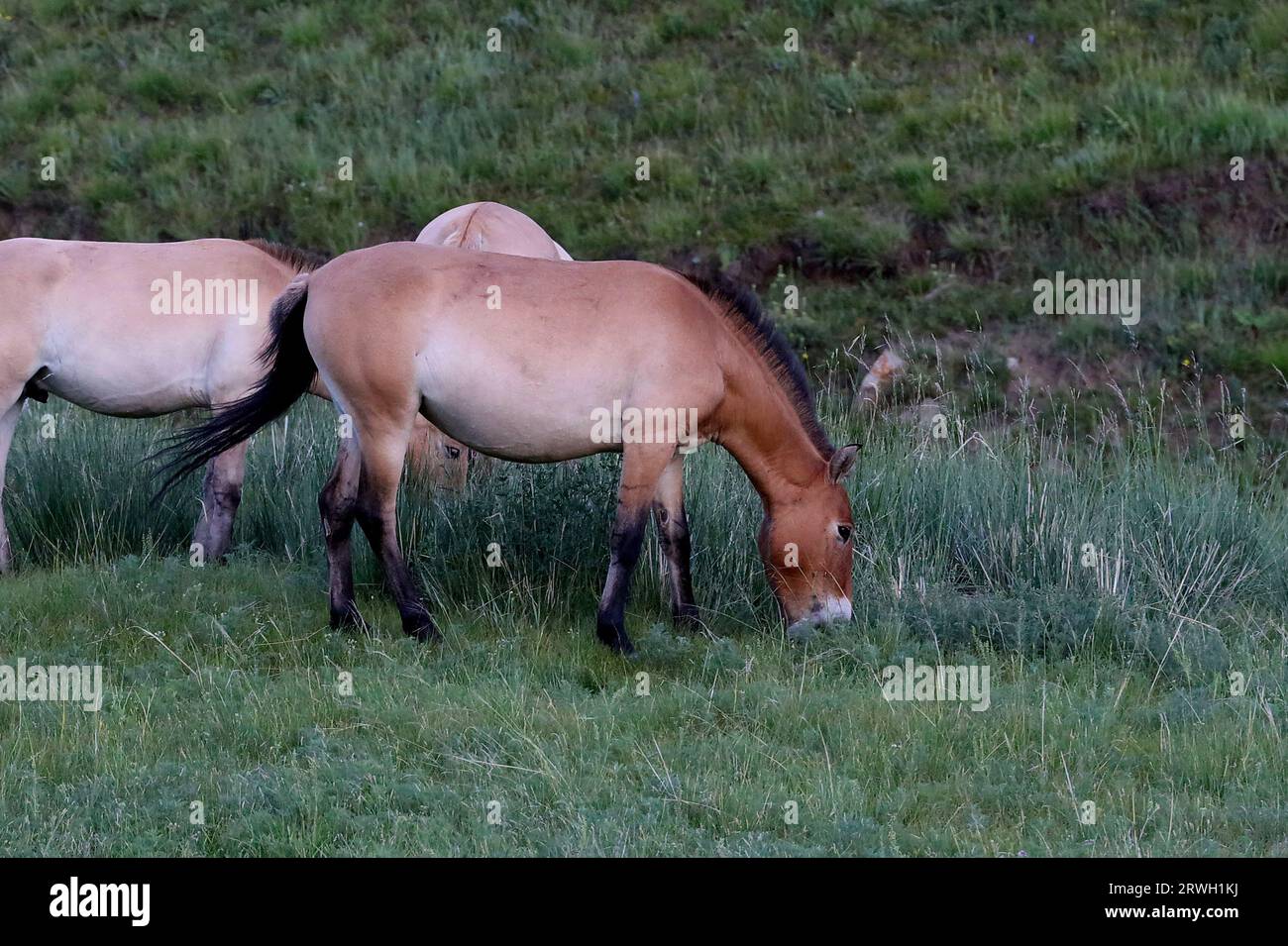 Takhi wild horses in Hustai N.P., Mongolia Stock Photo - Alamy