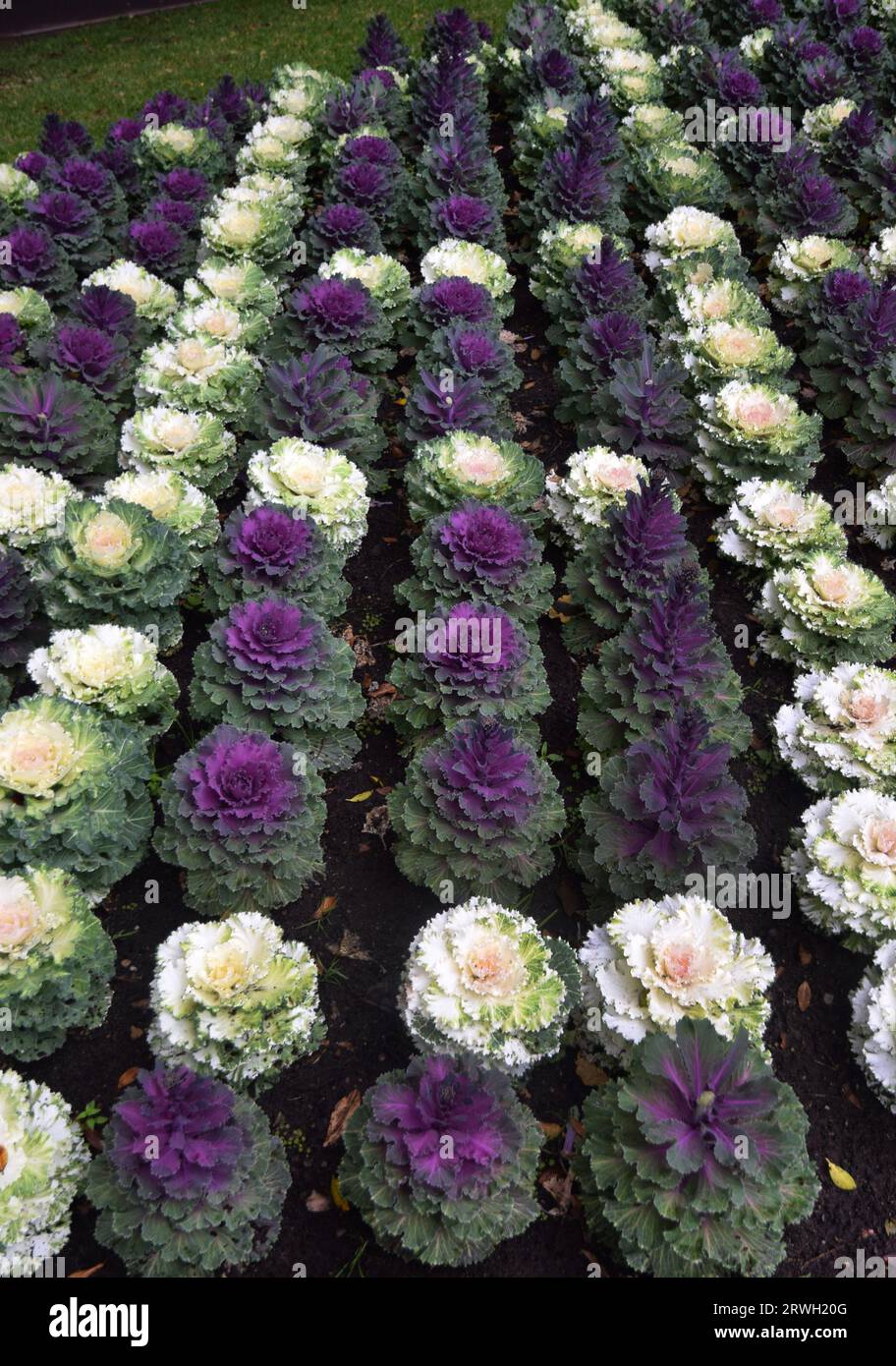 Growing cabbages hi-res stock photography and images - Alamy