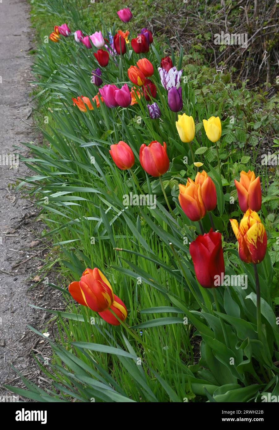Tulips village uk hi-res stock photography and images - Alamy