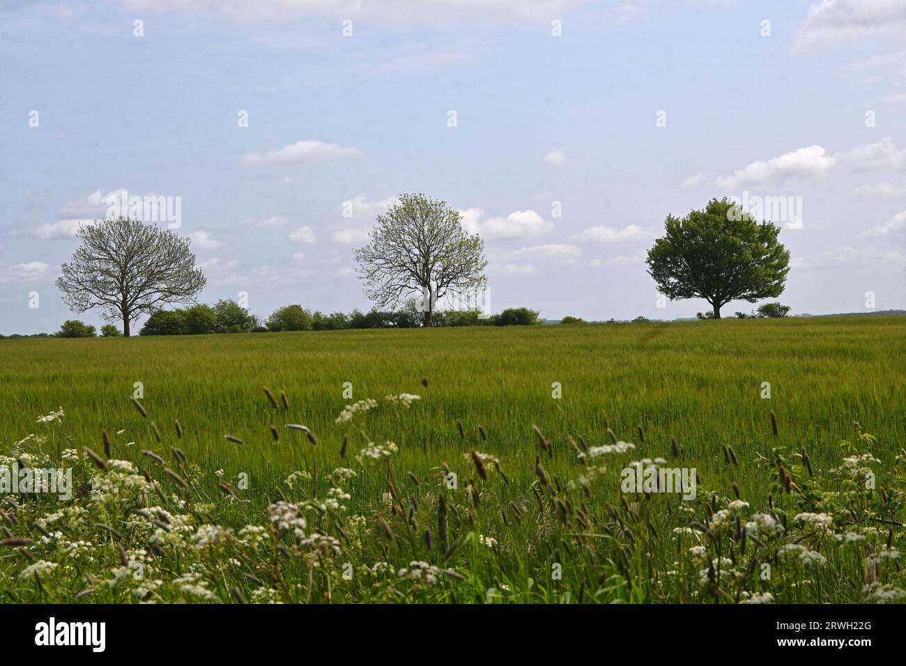 spring landscape of grass and trees Stock Photo - Alamy