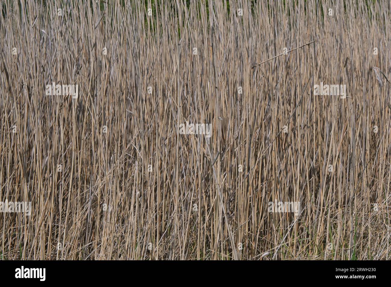 Tall reed plants hi-res stock photography and images - Alamy
