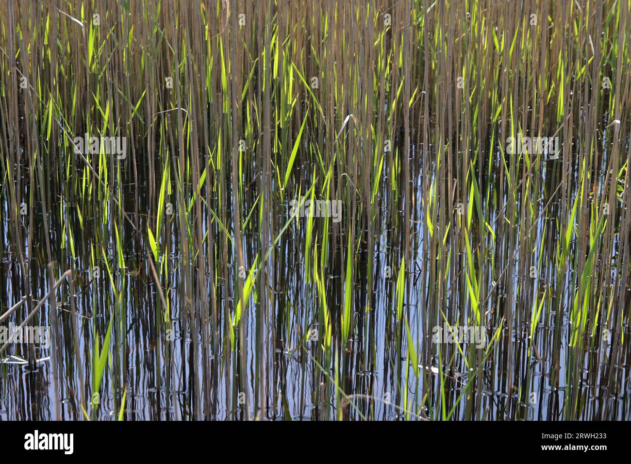 backlit reed plants Stock Photo - Alamy