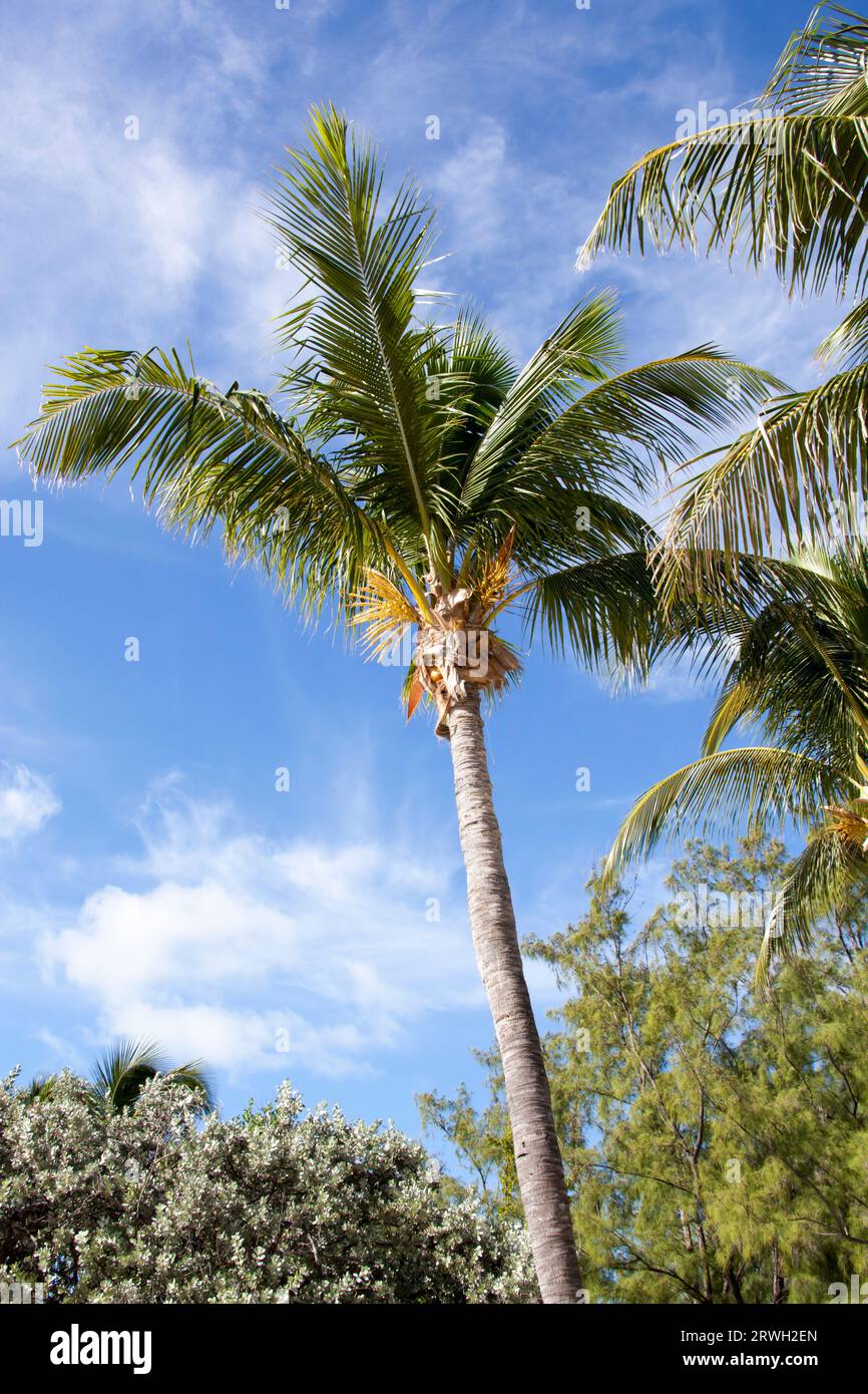 The tropical greenery on Little Stirrup Cay tourist island (Bahamas ...