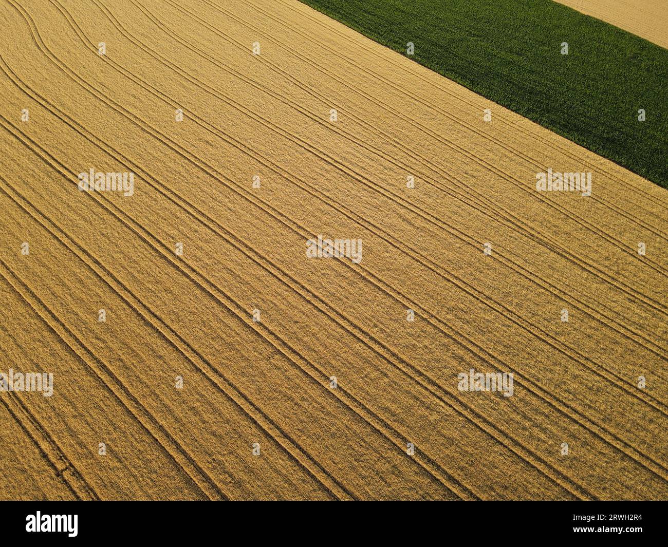 Aerial view of a ripe gold colored crop field in the countryside in ...