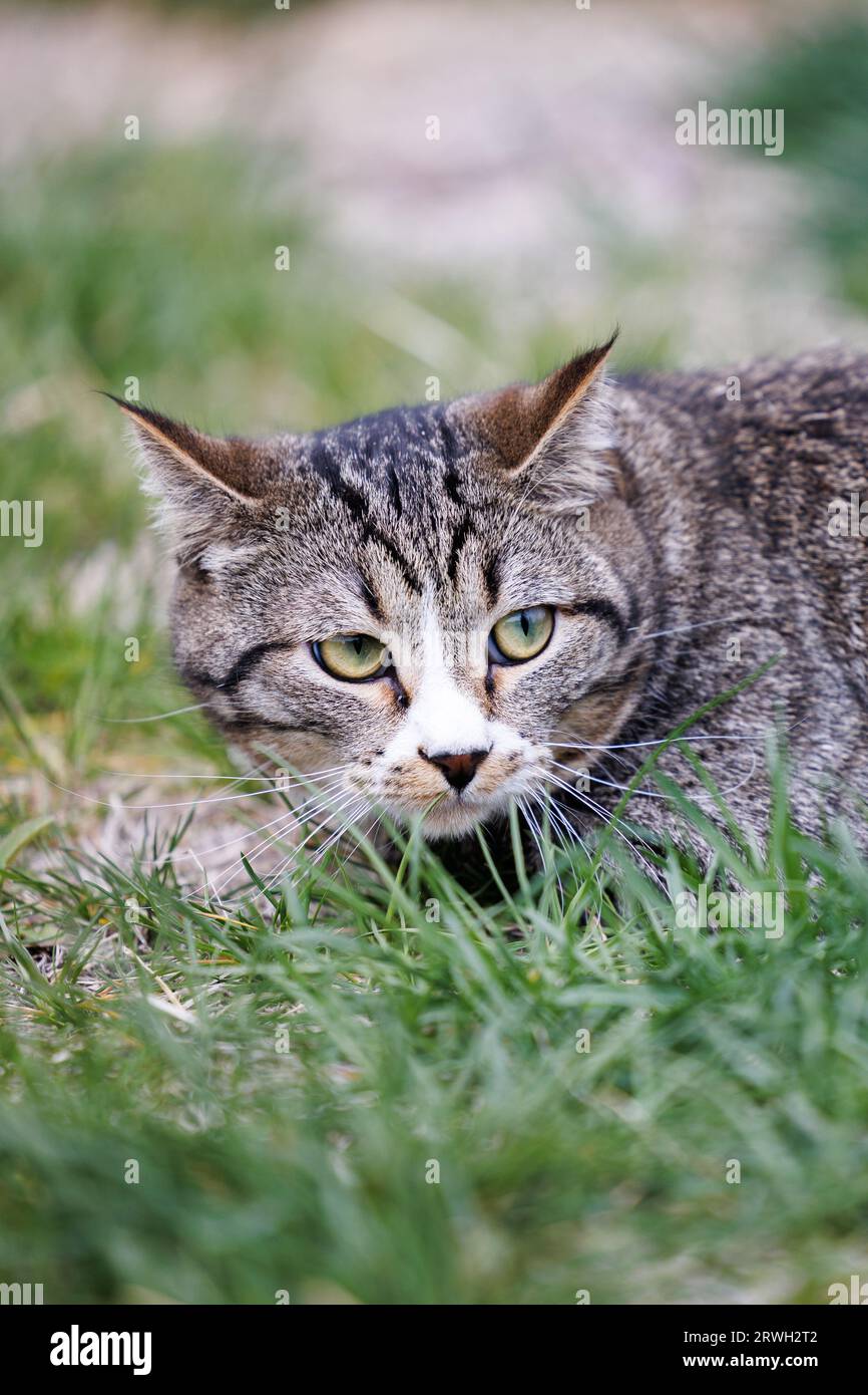 Cat sneaking hi-res stock photography and images - Alamy
