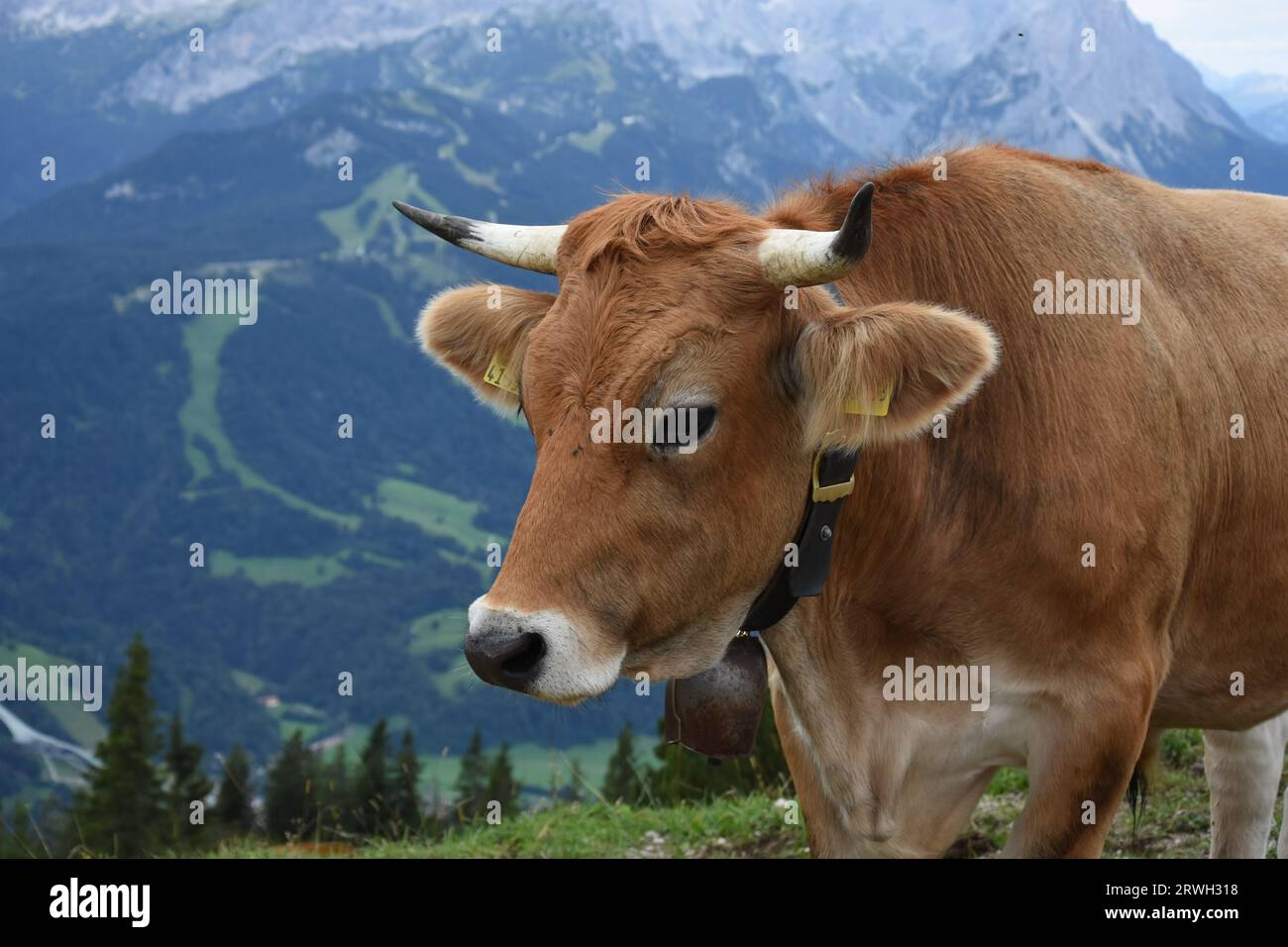 cow in Bavaria Stock Photo - Alamy