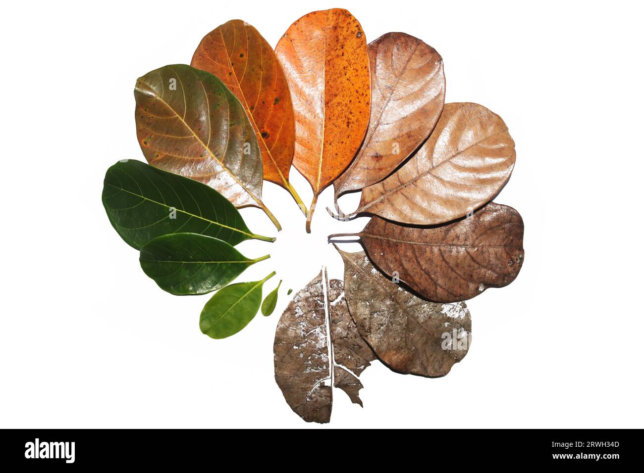 Different stages of leaf, leaves cycle. birth to death. jack leaves ...