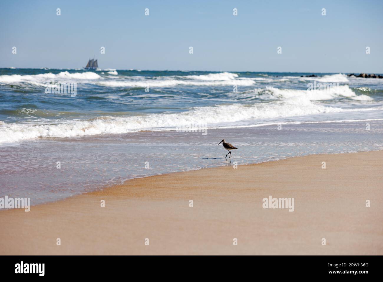sand piper hunting crabs on florida beach Stock Photo - Alamy