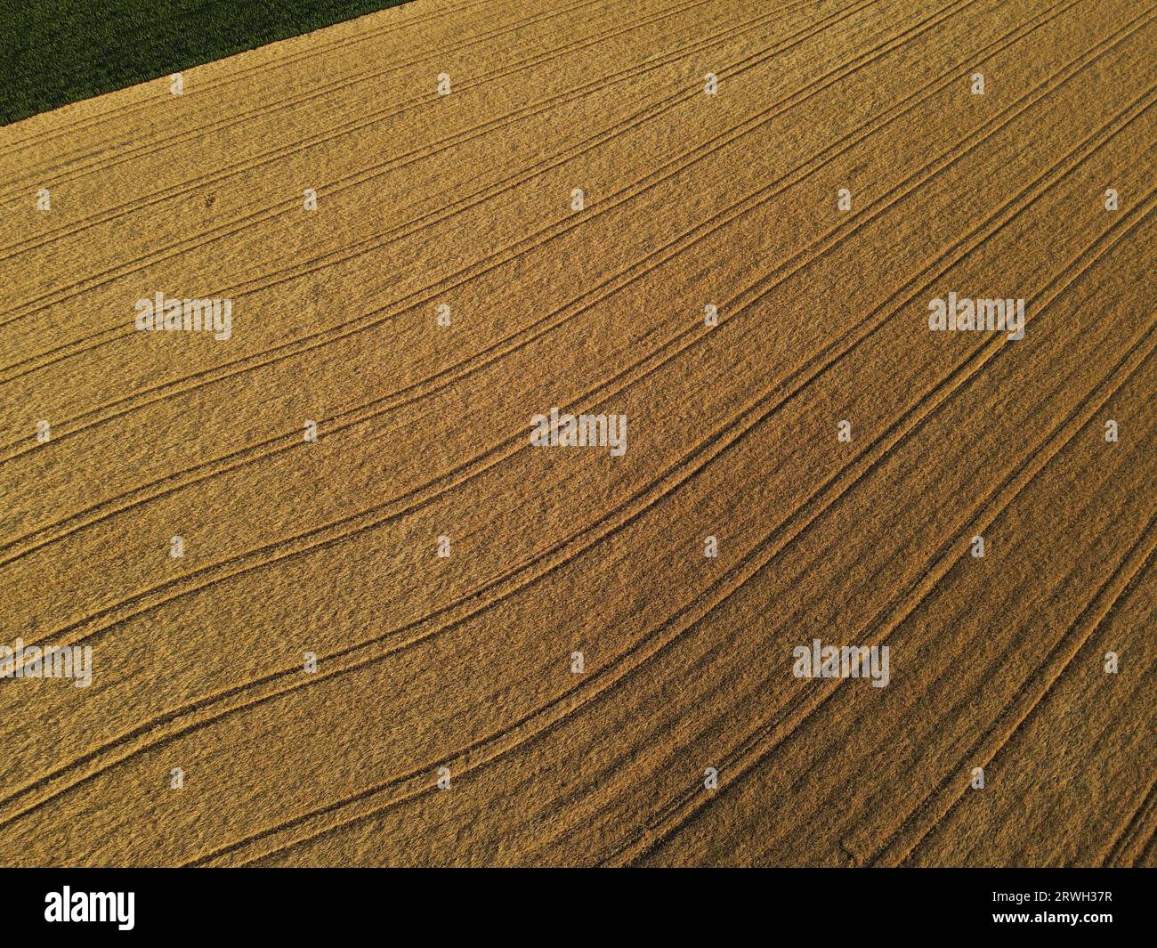 Aerial view of a ripe gold colored crop field in the countryside in ...