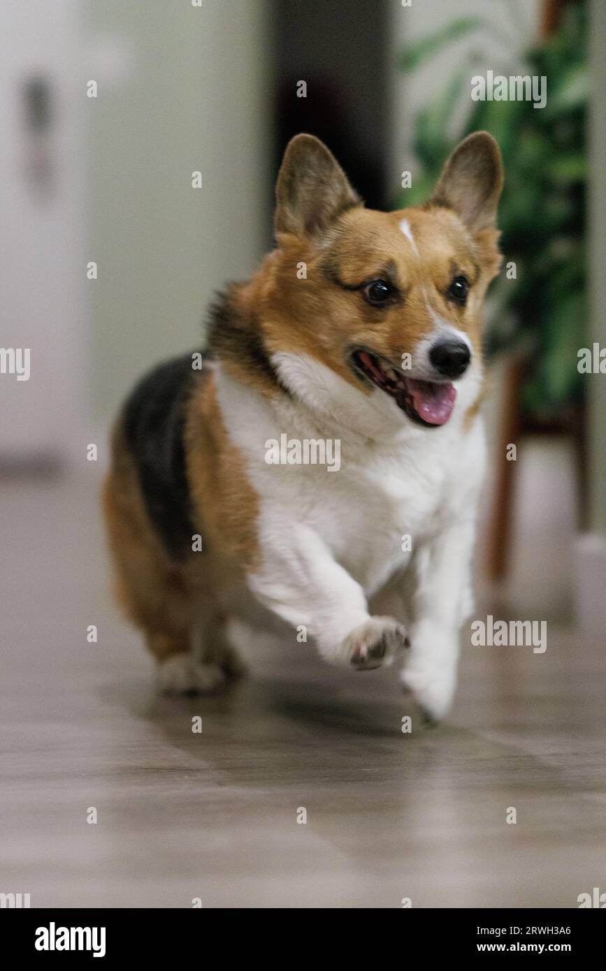 corgi happily running through the house Stock Photo - Alamy