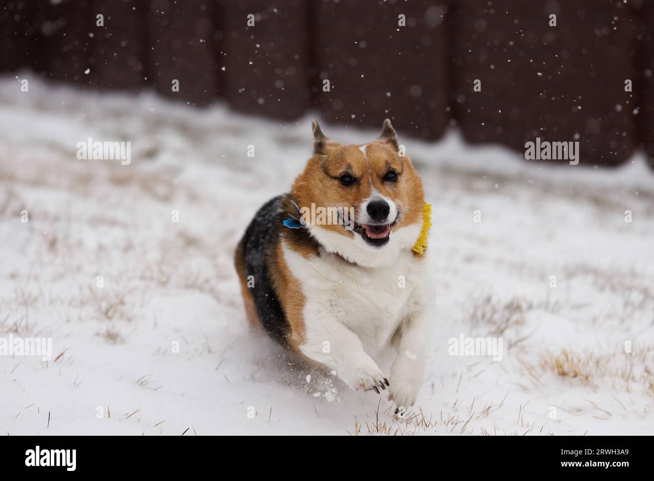 corgi running through falling snow Stock Photo - Alamy