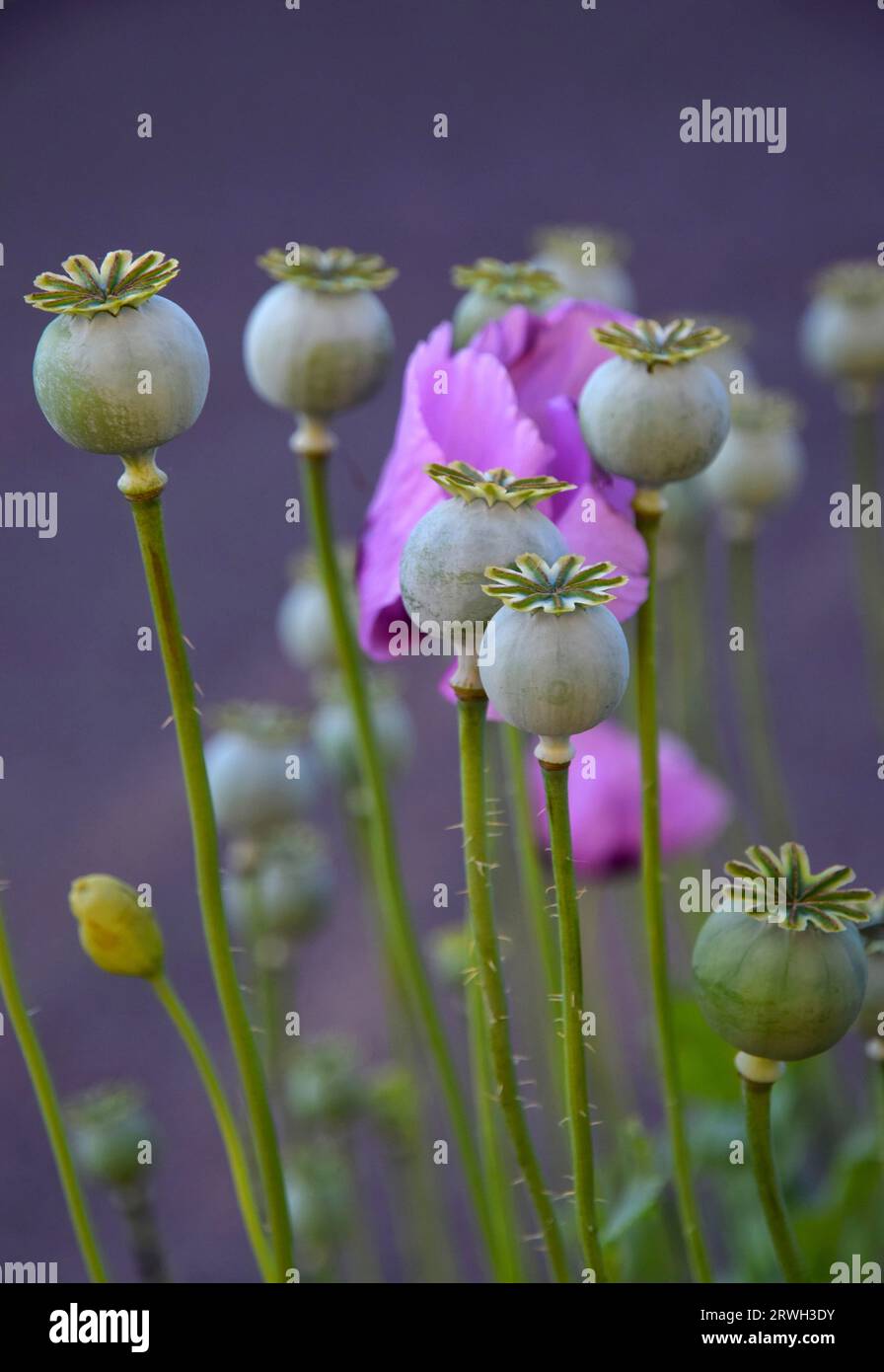 Summer backdrops hi-res stock photography and images - Alamy