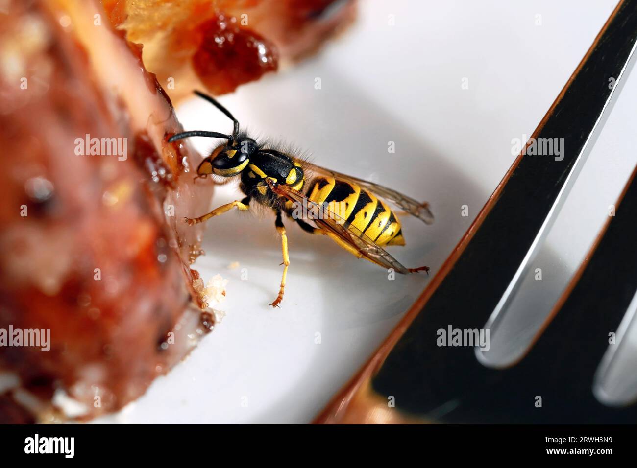 Close-up of a wasp, Vespula germanica, nibbling on a nut cake with ...