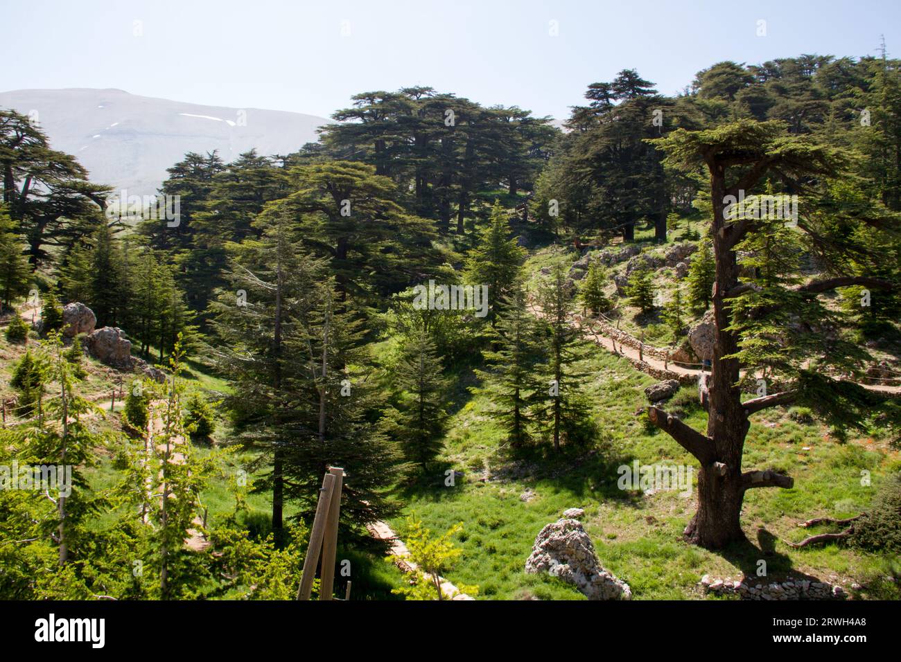 The cedar forest Arz er-Rabb in the lebanese mountains and winter-ski ...