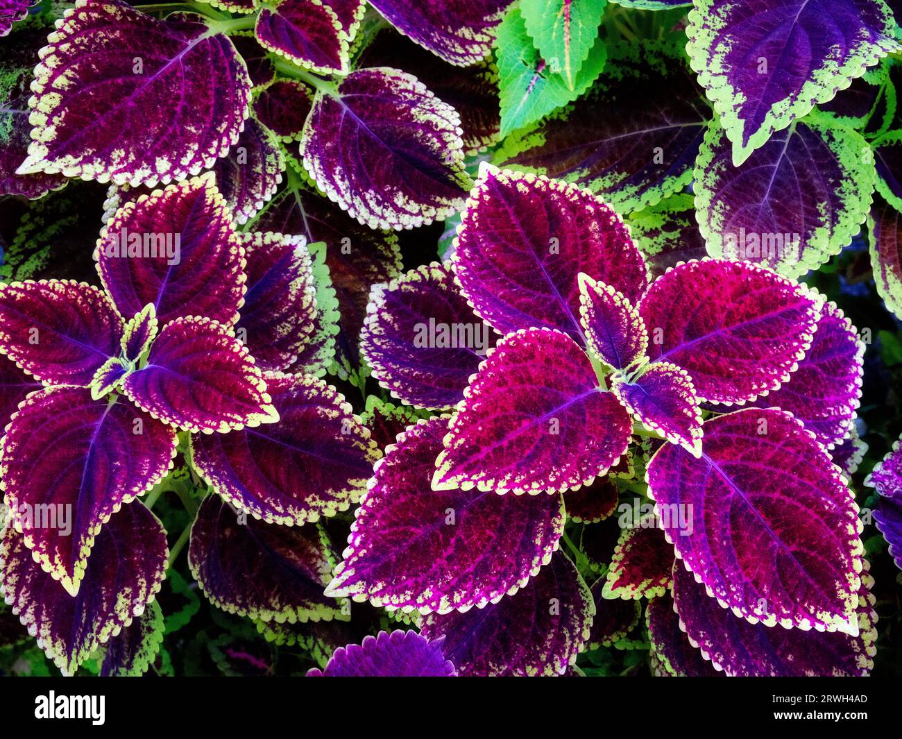 A group of coleus plants with purple leaves and green edges. The leaves ...