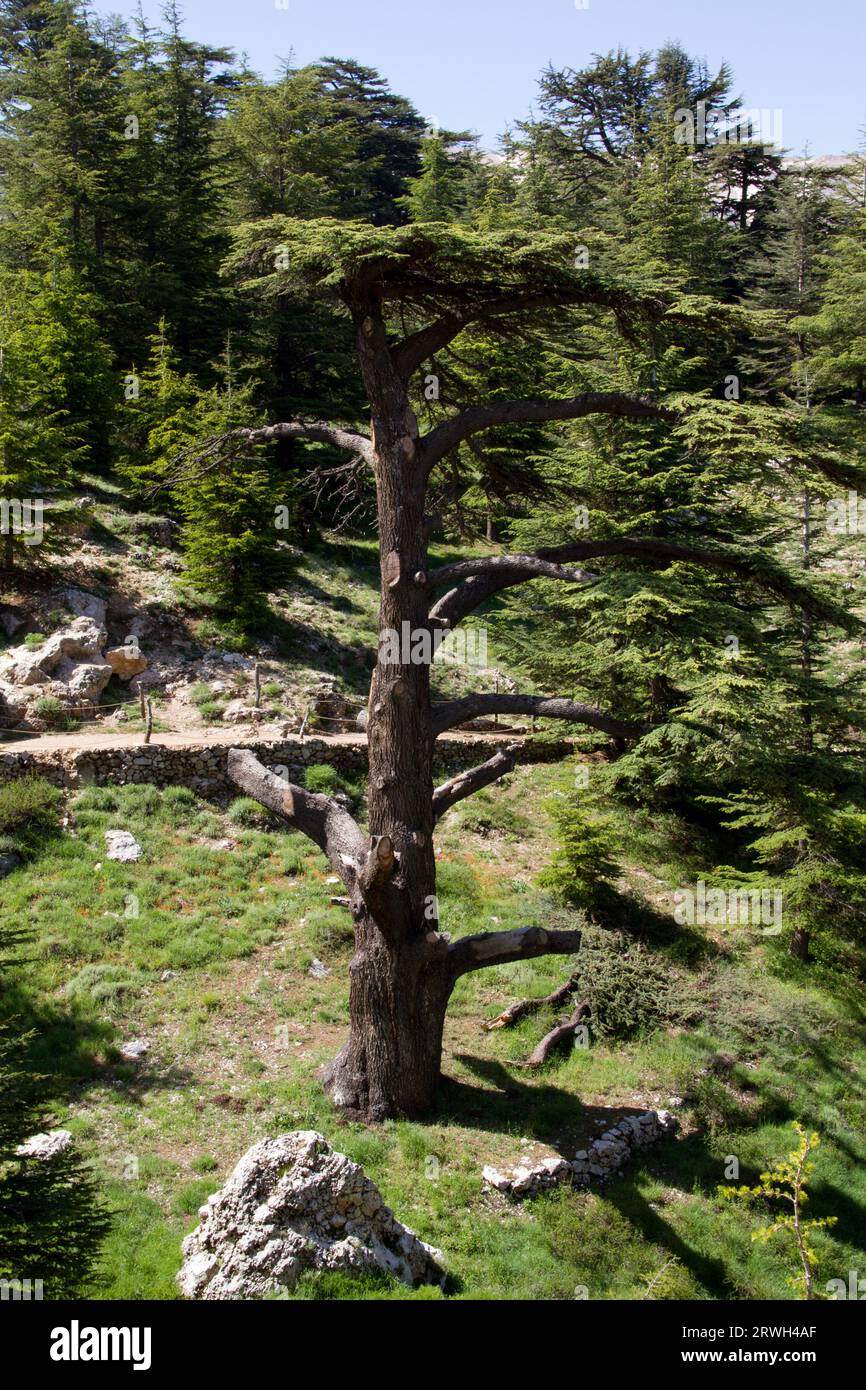 The cedar forest Arz er-Rabb in the lebanese mountains and winter-ski ...