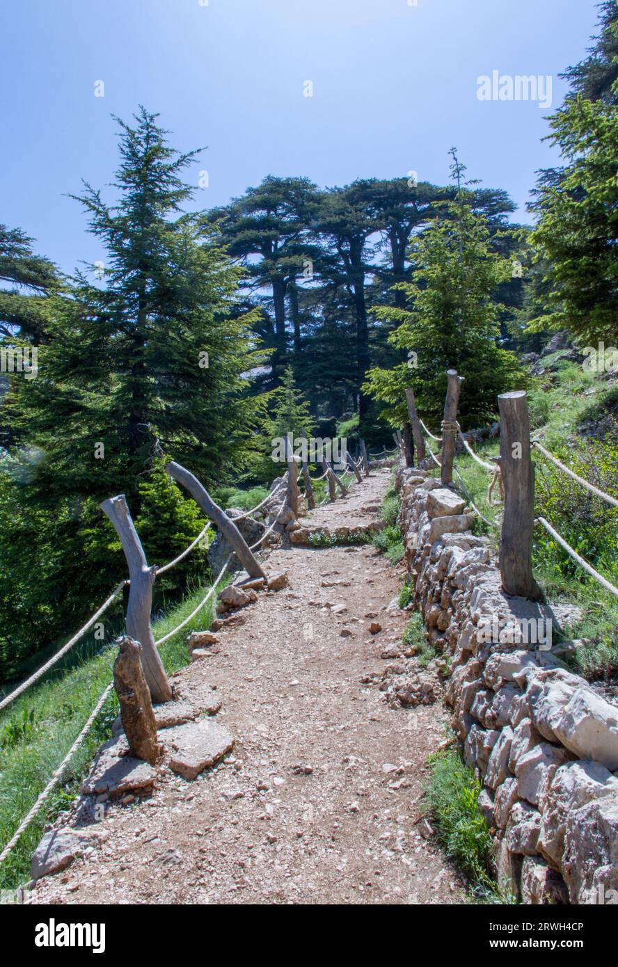 The cedar forest Arz er-Rabb in the lebanese mountains and winter-ski ...