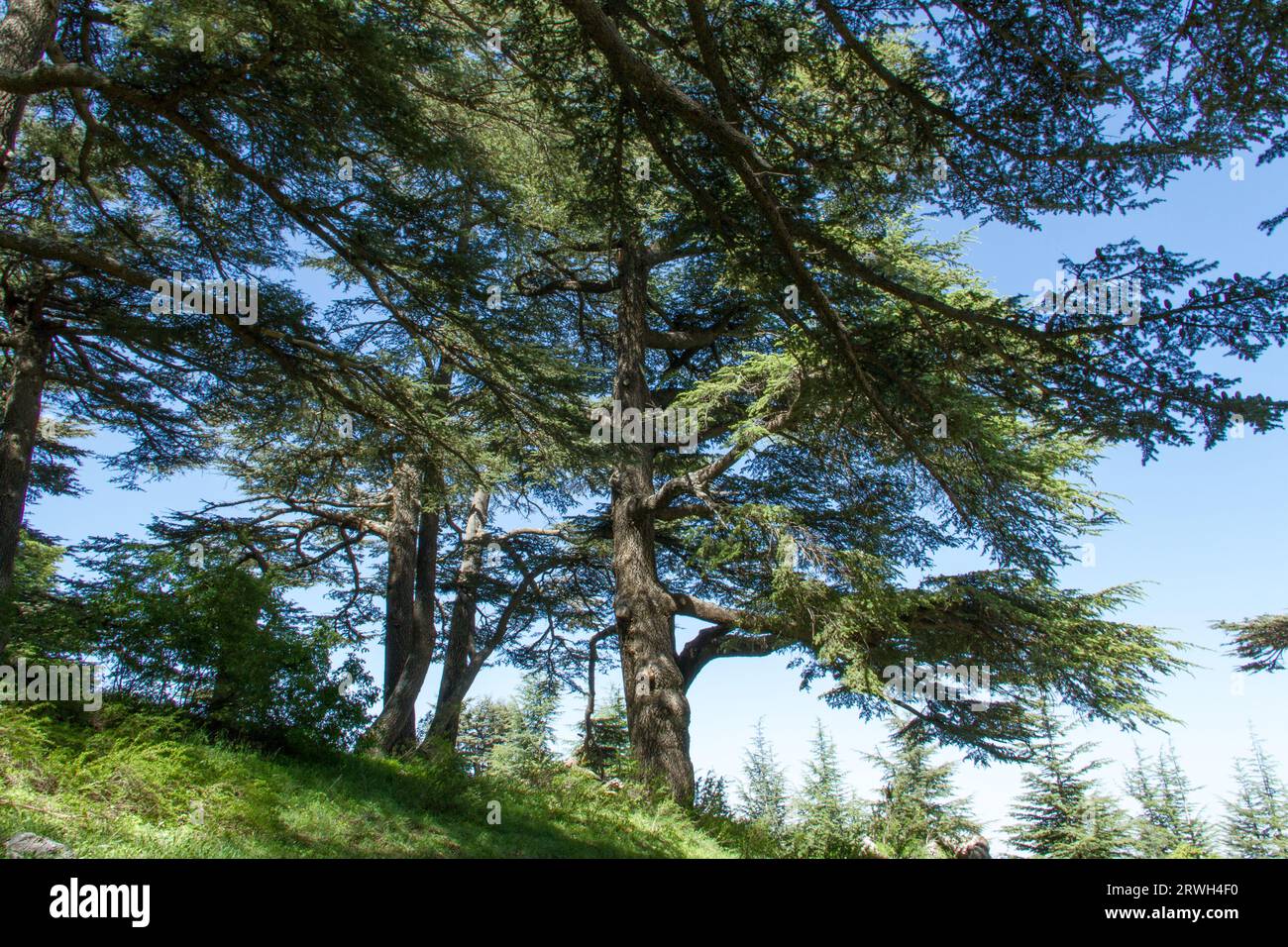 The cedar forest Arz er-Rabb in the lebanese mountains and winter-ski ...