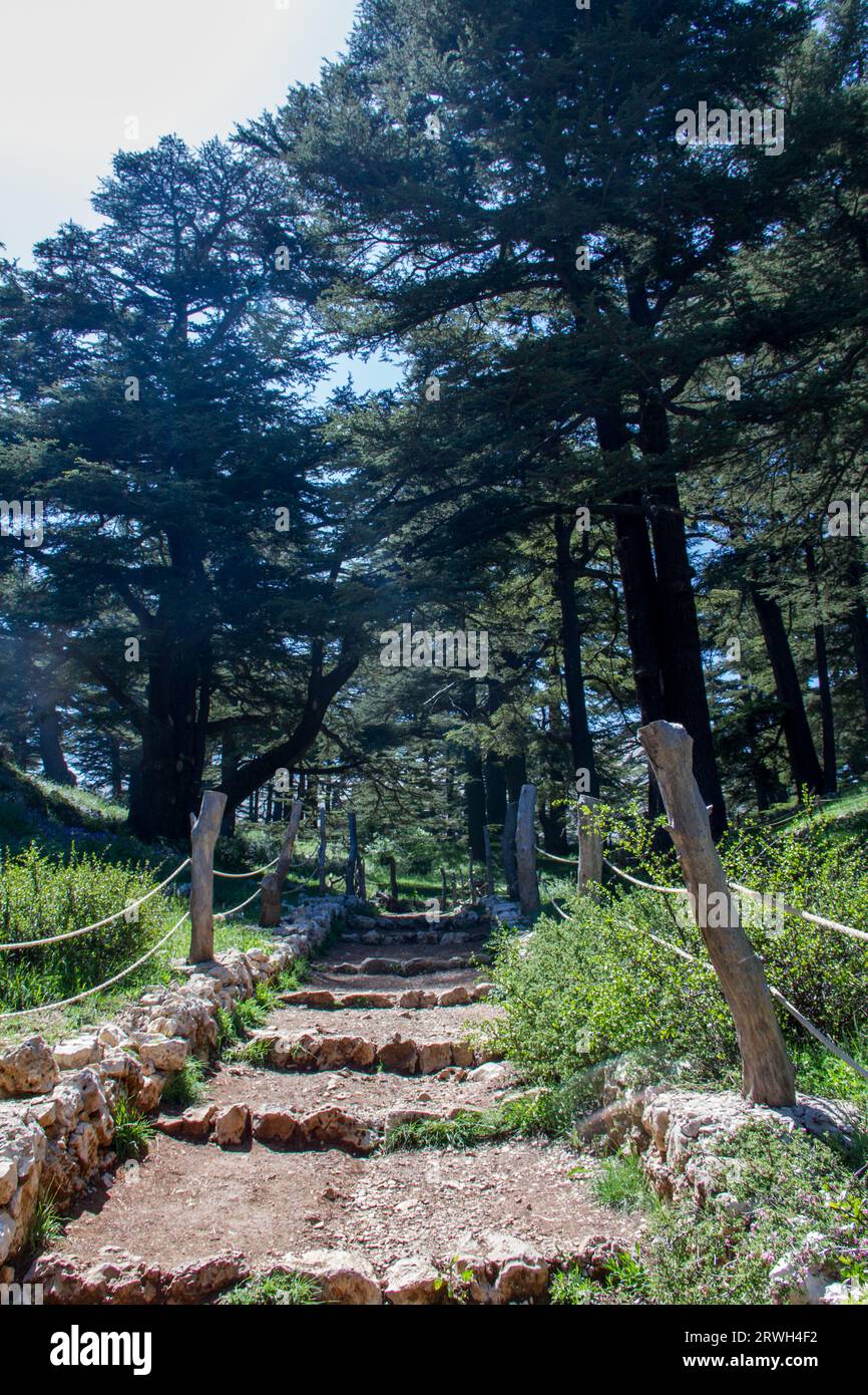 The cedar forest Arz er-Rabb in the lebanese mountains and winter-ski ...